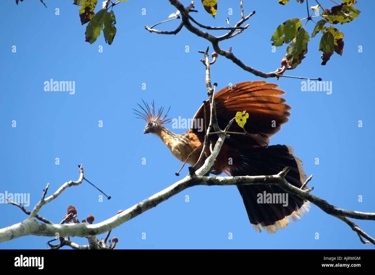 Hoatzin bird Opisthocomus hoazin Mamiraua sustainable development ...