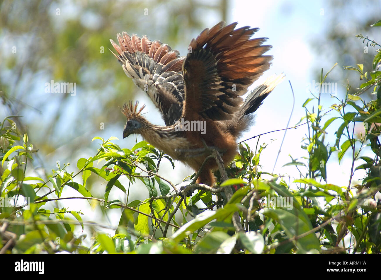 Hoatzin bird Opisthocomus hoazin Mamiraua sustainable development ...
