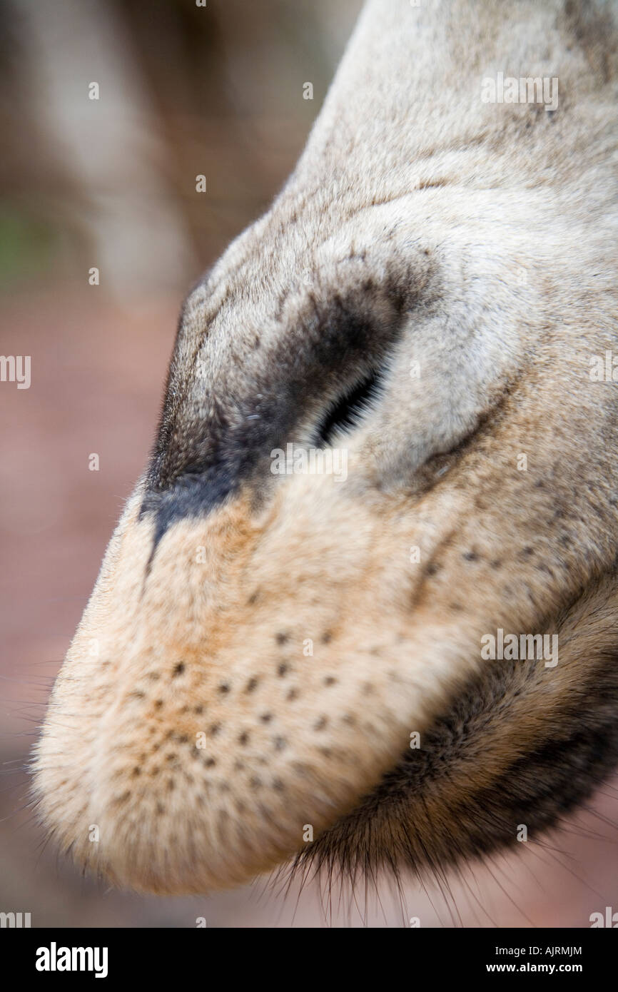 Giraffe nose whiskers hi-res stock photography and images - Alamy
