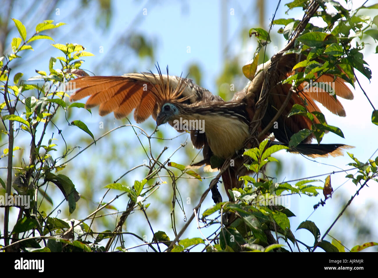 Hoatzin bird Opisthocomus hoazin Mamiraua sustainable development ...