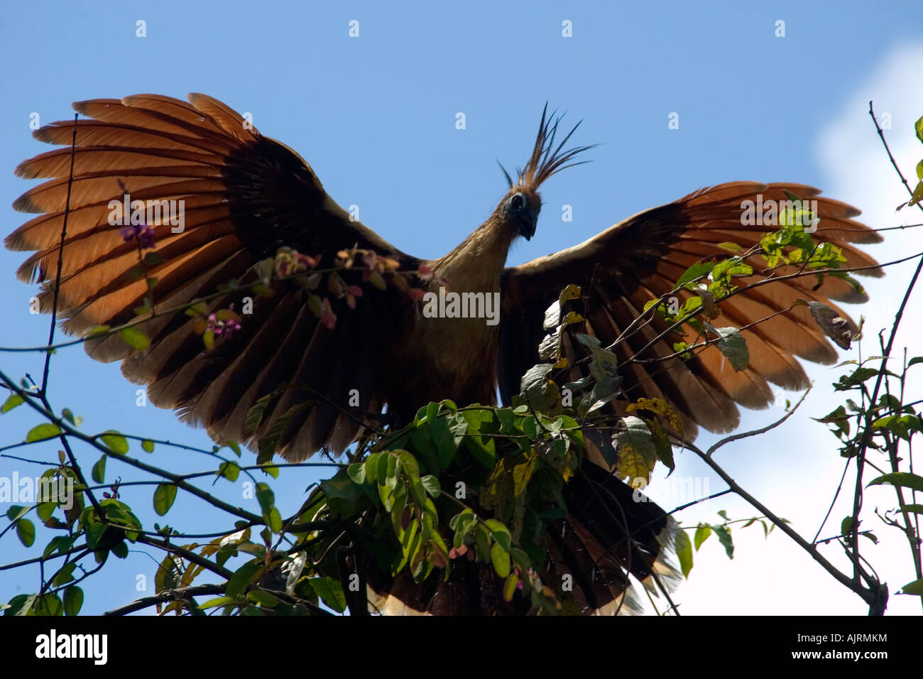 Hoatzin bird Opisthocomus hoazin Mamiraua sustainable development ...