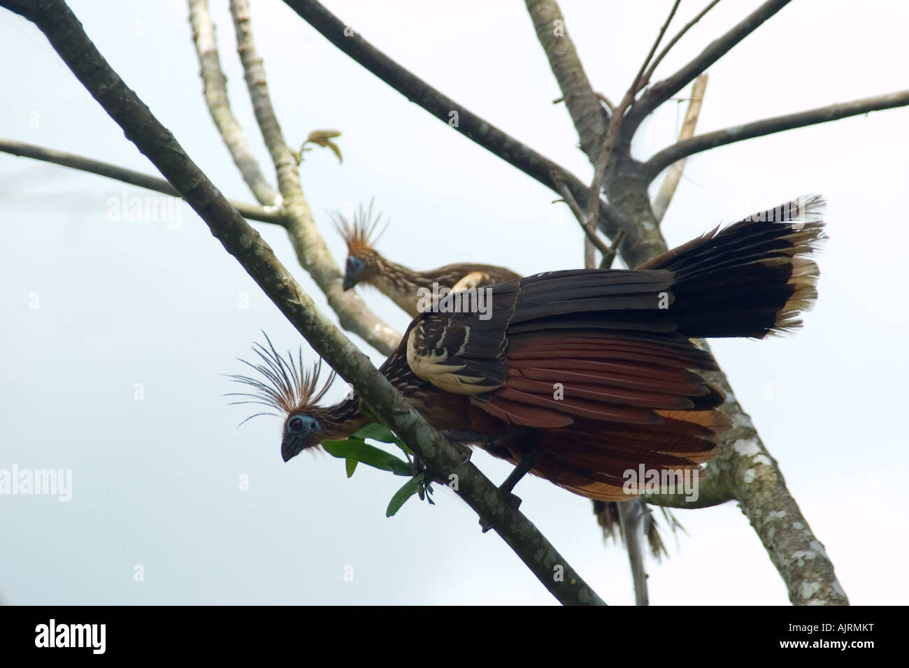 Hoatzin bird Opisthocomus hoazin Mamiraua sustainable development ...