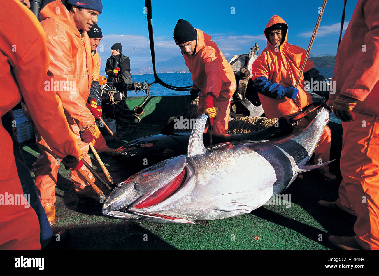 Bluefin Tuna catch in an aquaculture, Cesme Izmir Turkey Stock Photo ...