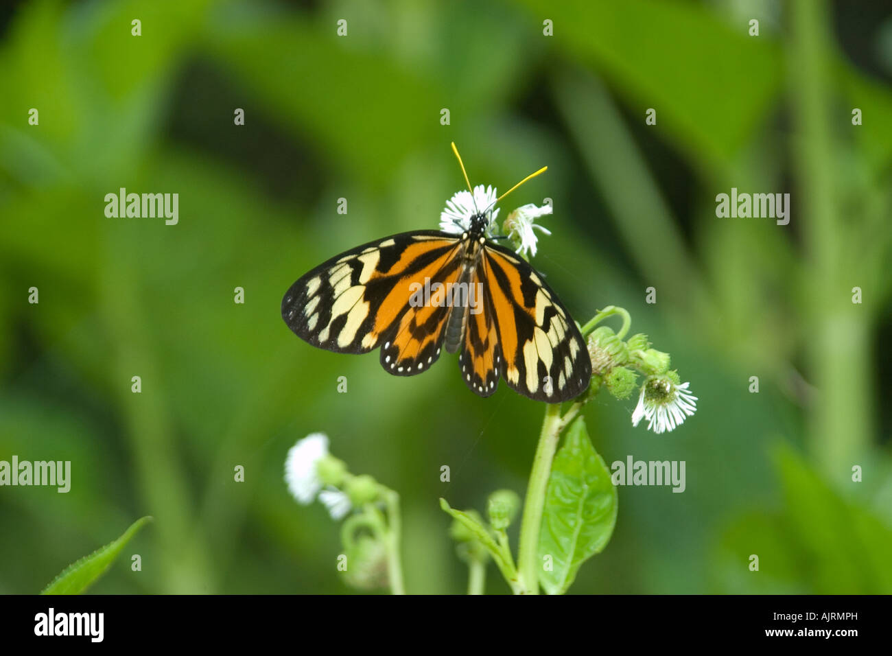 Brazil butterfly hi-res stock photography and images - Alamy