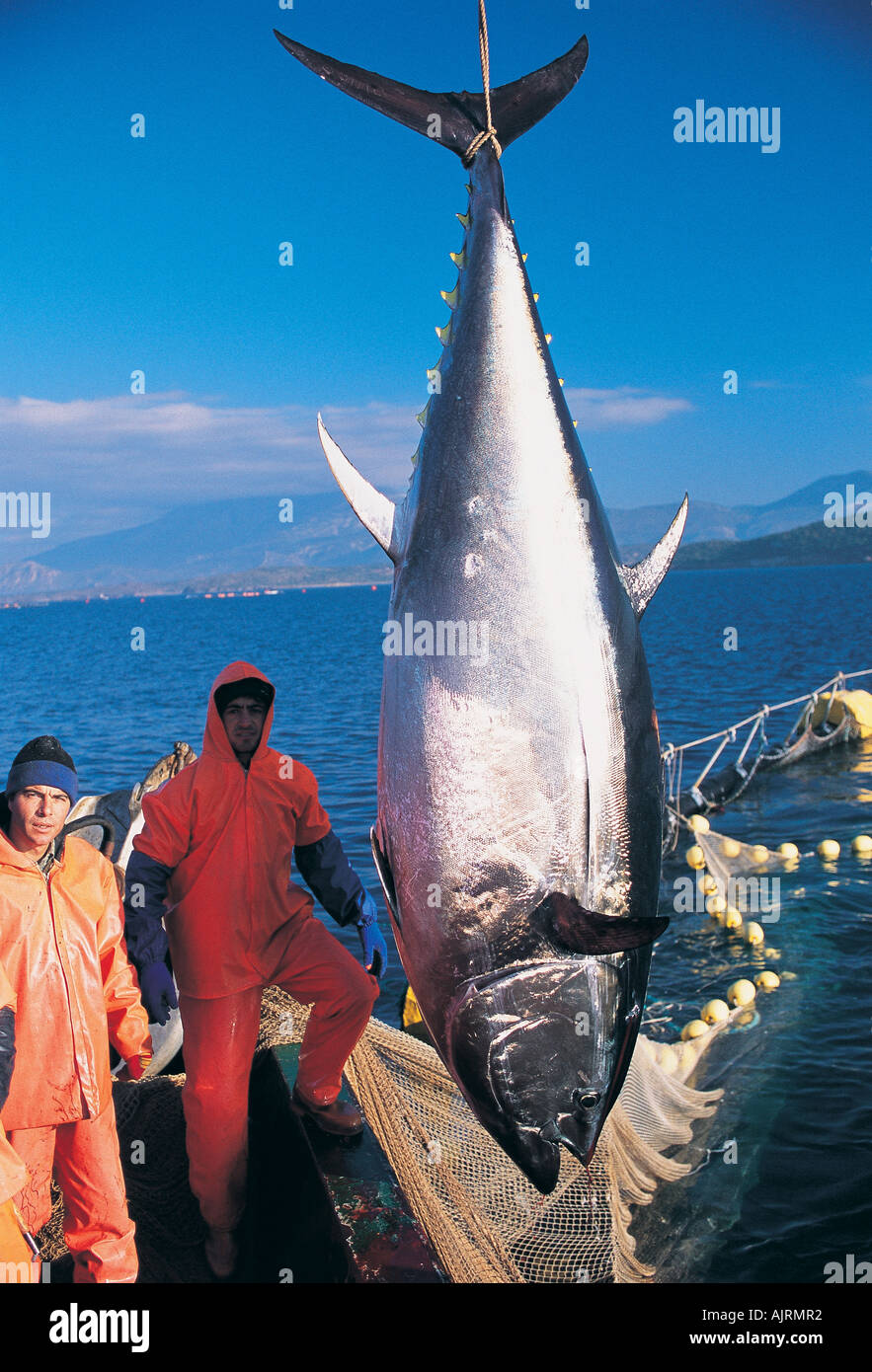 Bluefin Tuna catch in an aquaculture, Cesme Izmir Turkey Stock Photo ...