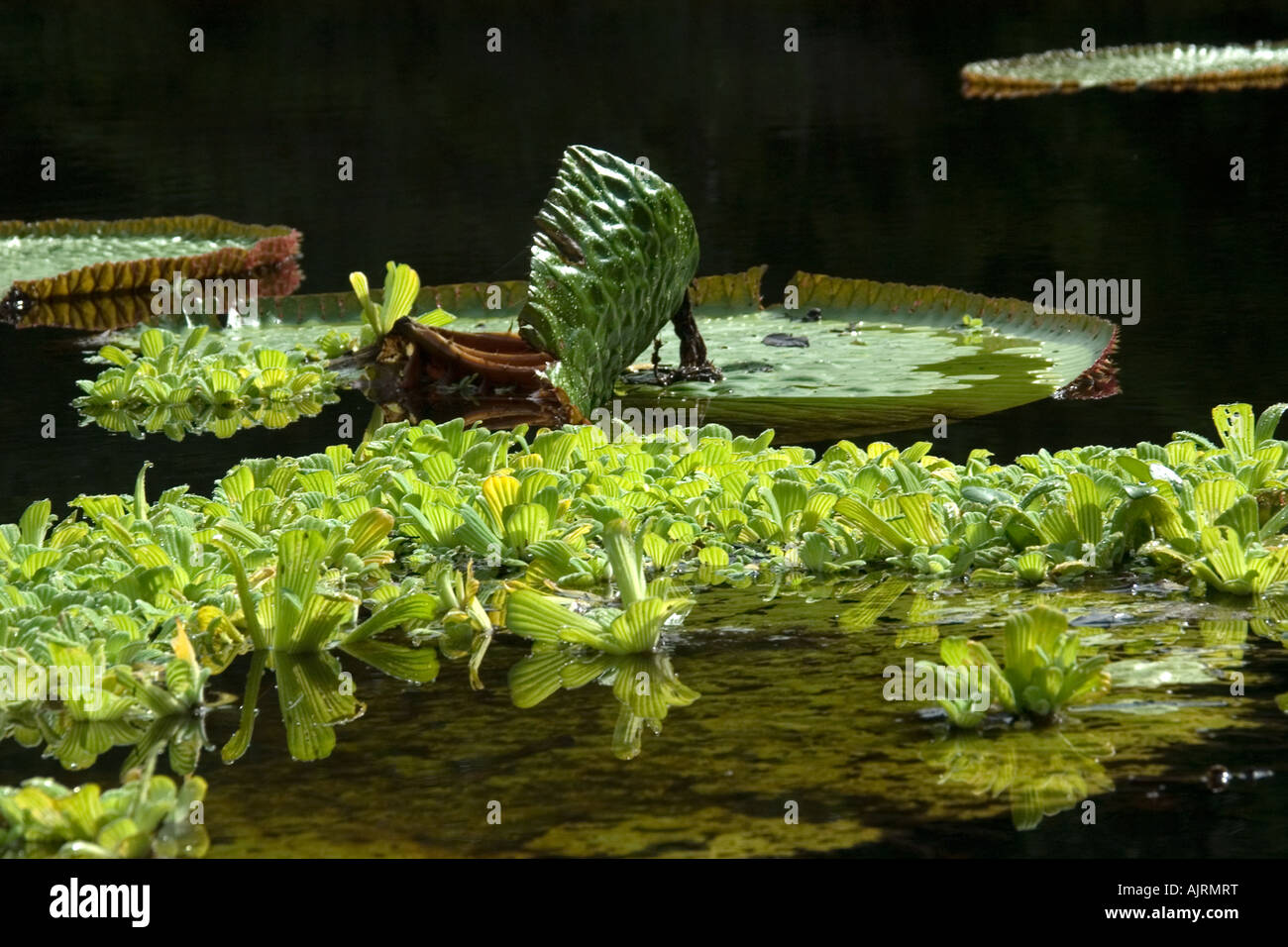 Wild Victoria regia or waterlily Victoria amazonica is the largest of all lilies Mamiraua ...