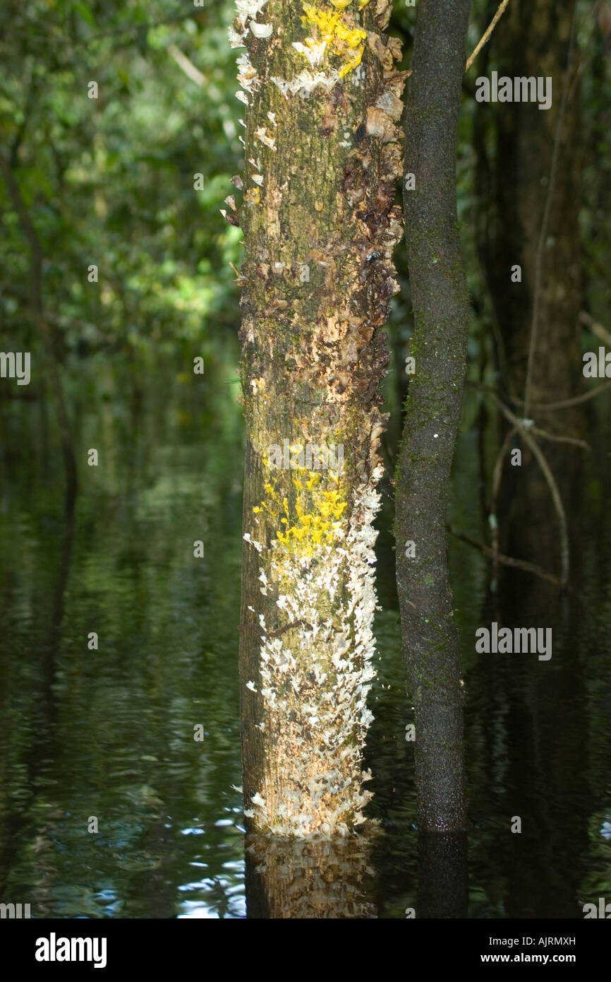 Lichens growing on tree trunk Mamiraua sustainable development reserve ...