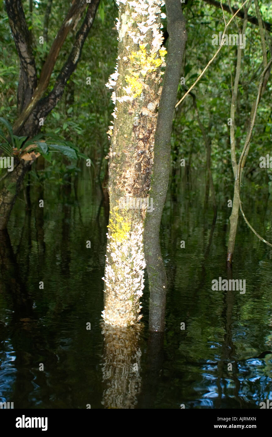 Lichens growing on tree trunk Mamiraua sustainable development reserve ...