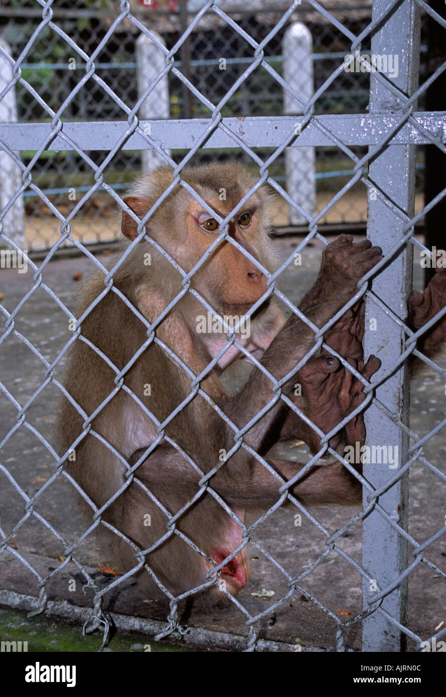 Macaques Macaca sp in a small cage at a private zoo attached to the Cu ...