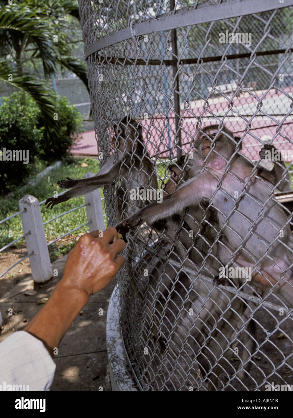 Macaques Macaca sp in a small cage at a private zoo attached to the Cu ...