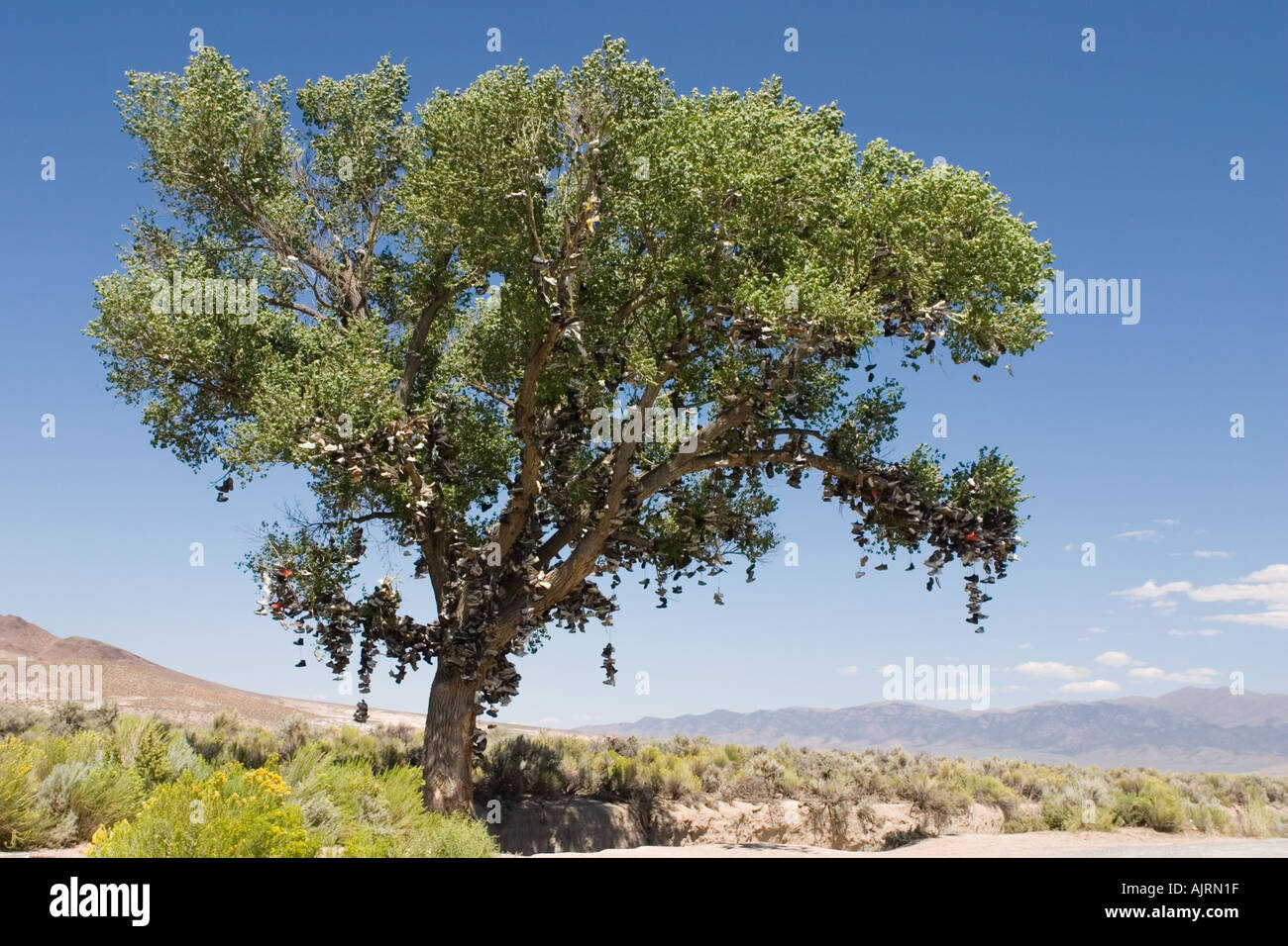 Shoe tree along US 50 Highway 50 the loneliest highway in Nevada Stock ...