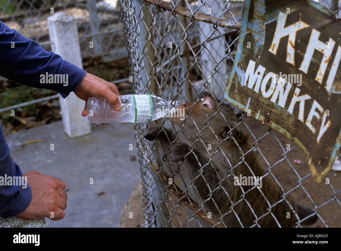 Macaques Macaca sp in a small cage at a private zoo attached to the Cu ...
