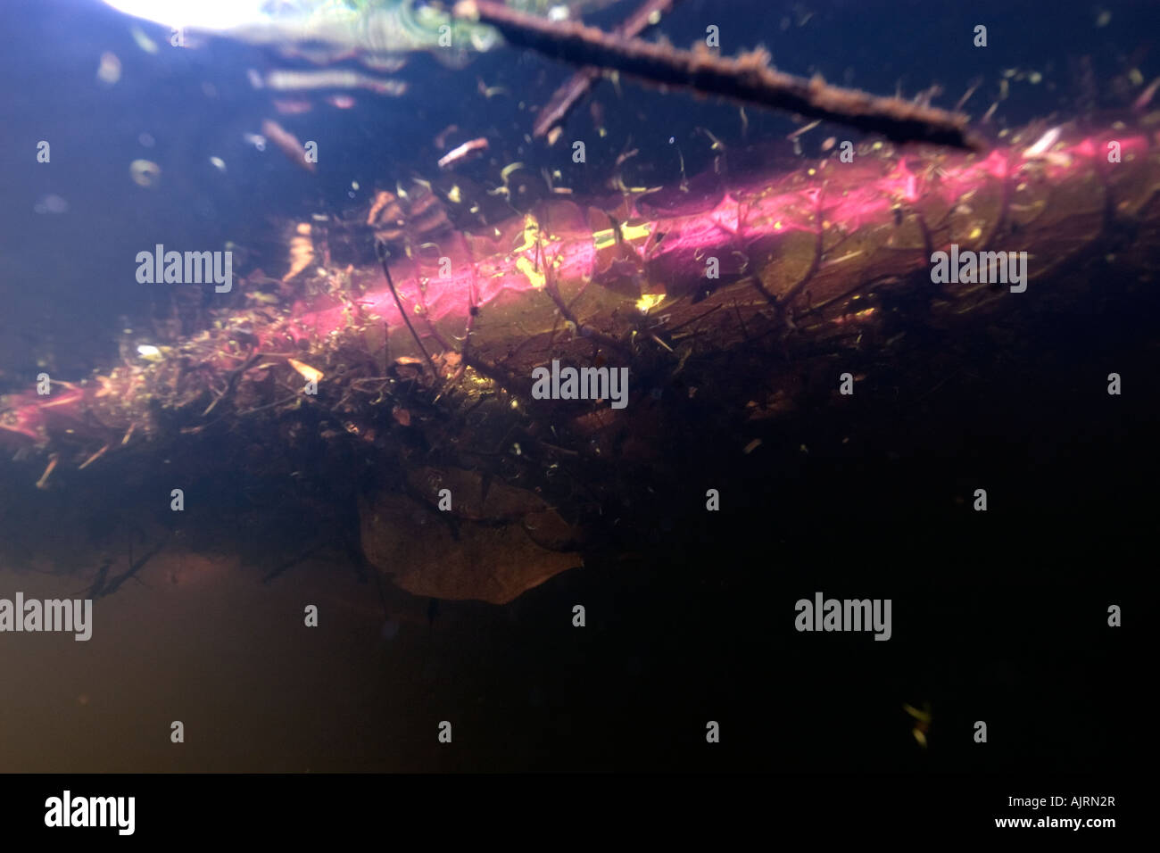 Victoria regia or waterlily Victoria amazonica is the largest of all lilies underwater view ...