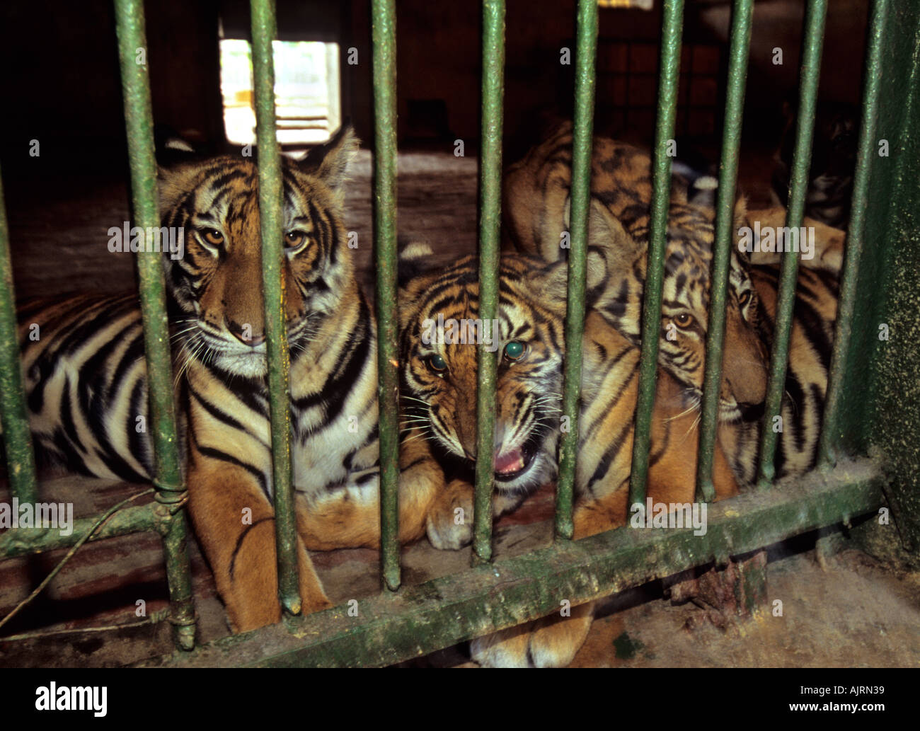 Indochinese tiger (Panthera tigris corbetti). Hanoi Zoo, Vietnam Stock ...
