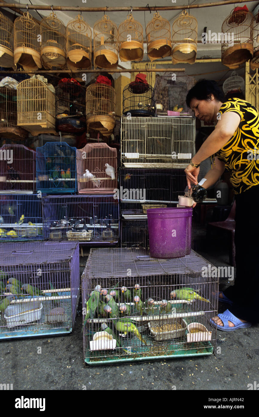 Psittacula roseata hi-res stock photography and images - Alamy