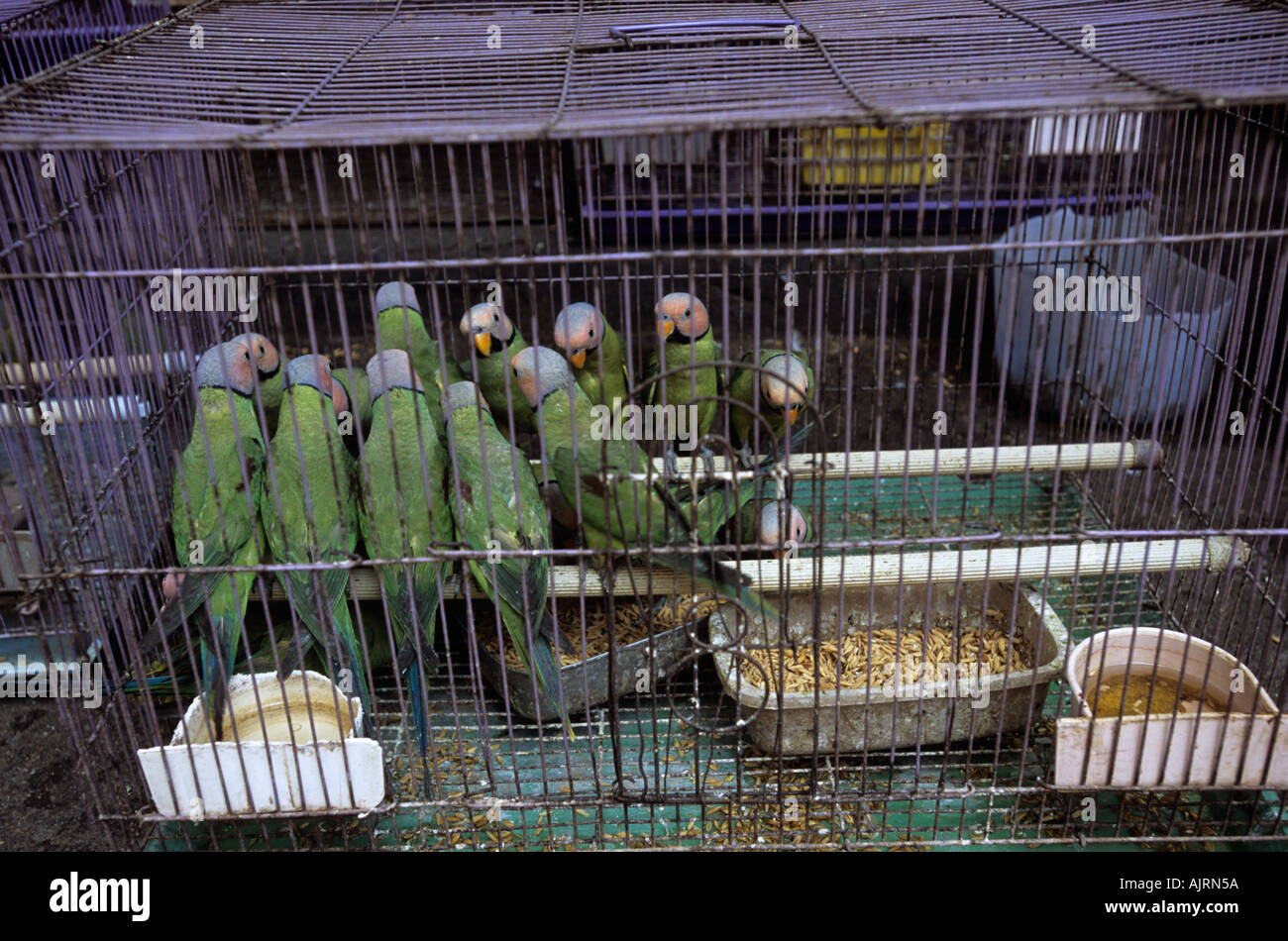 Blossom headed Parakeets Psittacula roseata for sale in market Hanoi ...