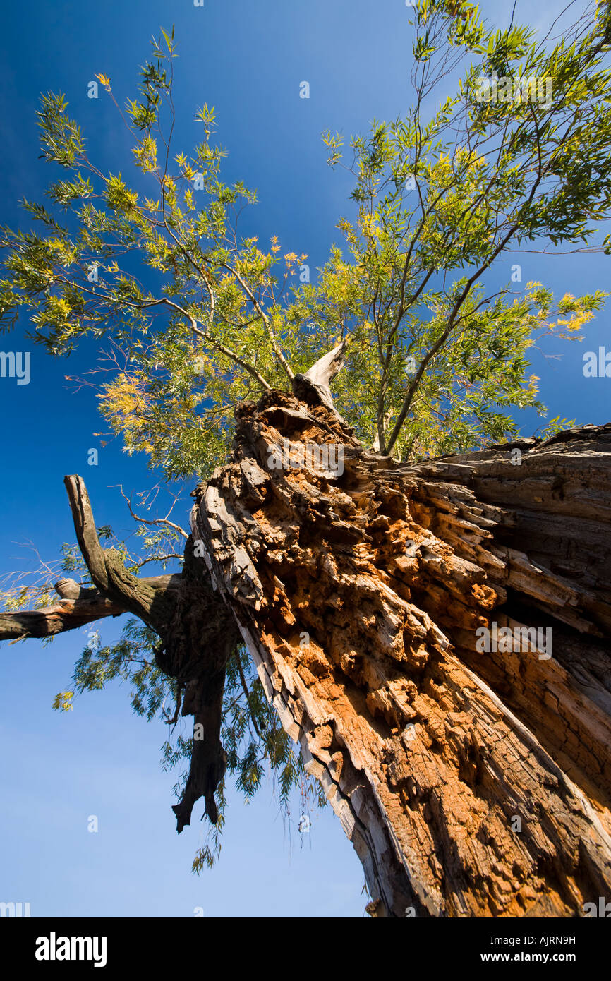 Old rotten tree that still has some green leaves, bottom view with ...