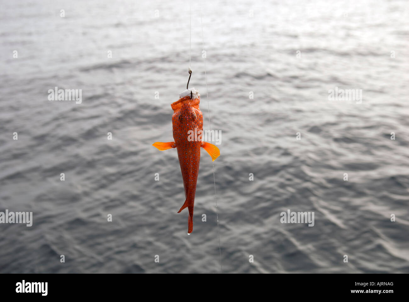 Hook of death hi-res stock photography and images - Alamy