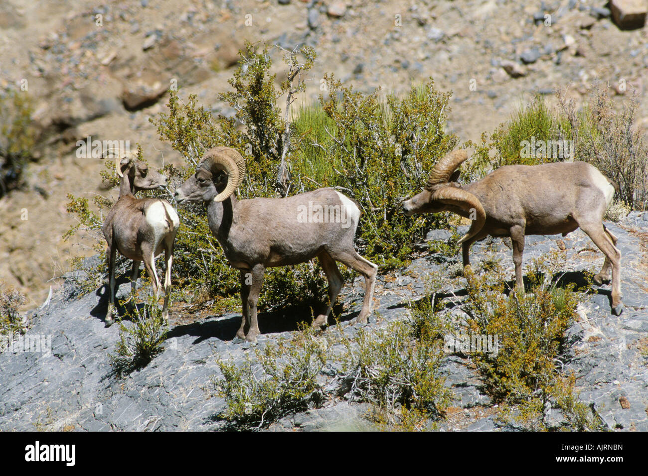Mating bighorn sheep hi-res stock photography and images - Alamy