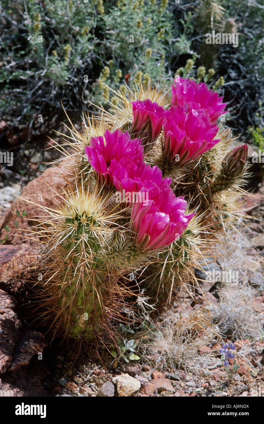 Hedgehog cactus (Echinocereus sp Stock Photo - Alamy