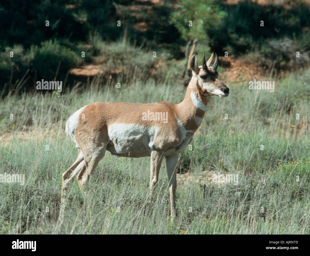 Bryce Canyon - Utah - USA Pronghorn Antelope Stock Photo - Alamy