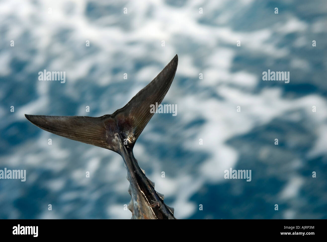 Tail Fin Tuna Stock Photo - Alamy