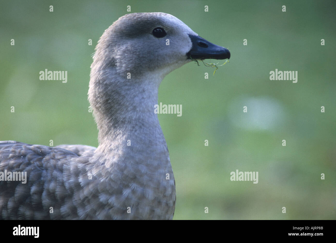 Blue Winged Goose/ Ethiopian Blue Winged Goose/ Abyssinian Blue Winged ...