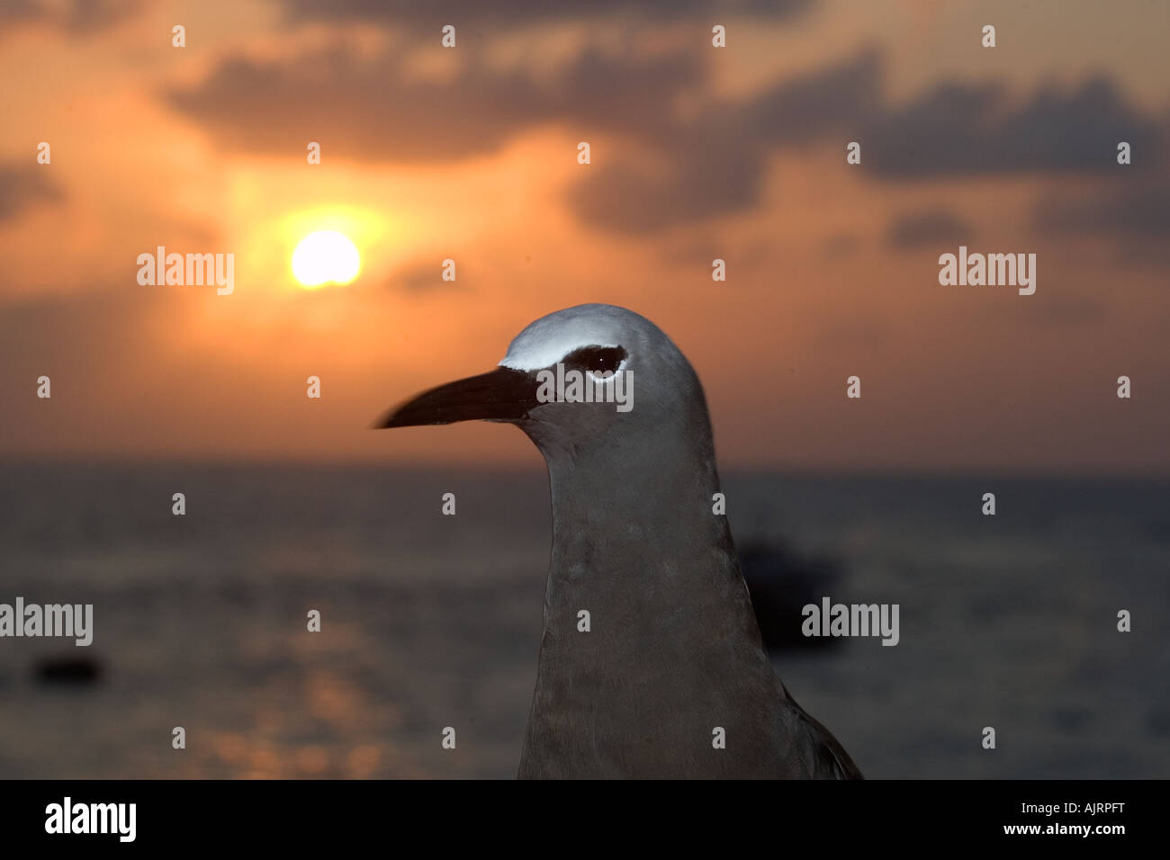 Brown noddy Anous stolidus and sunset St Peter and St Paul s rocks ...