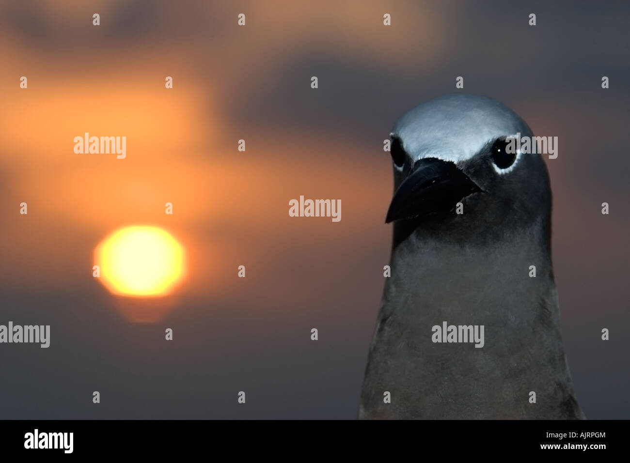 Brown noddy Anous stolidus and sunset St Peter and St Paul s rocks ...