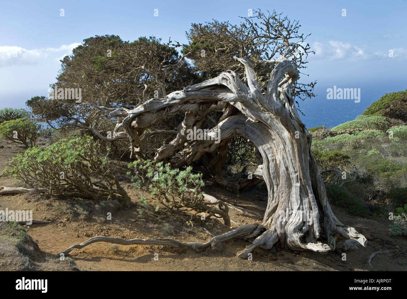 Spain Canary Islands El Hierro The very old juniper trees Sabinas in ...