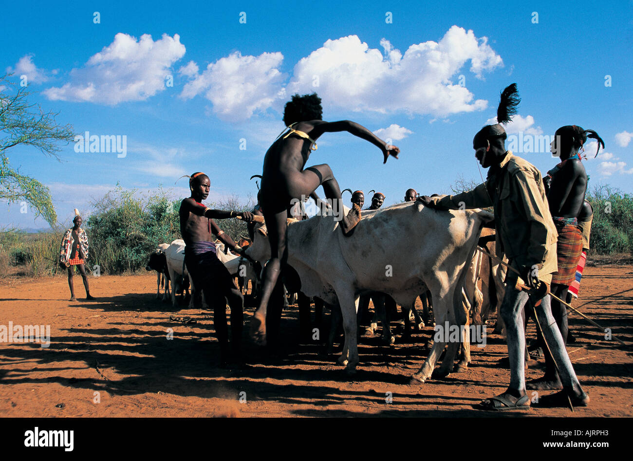Initiation ceremony for a Hamer men. Jumping over couple of cattles for ...