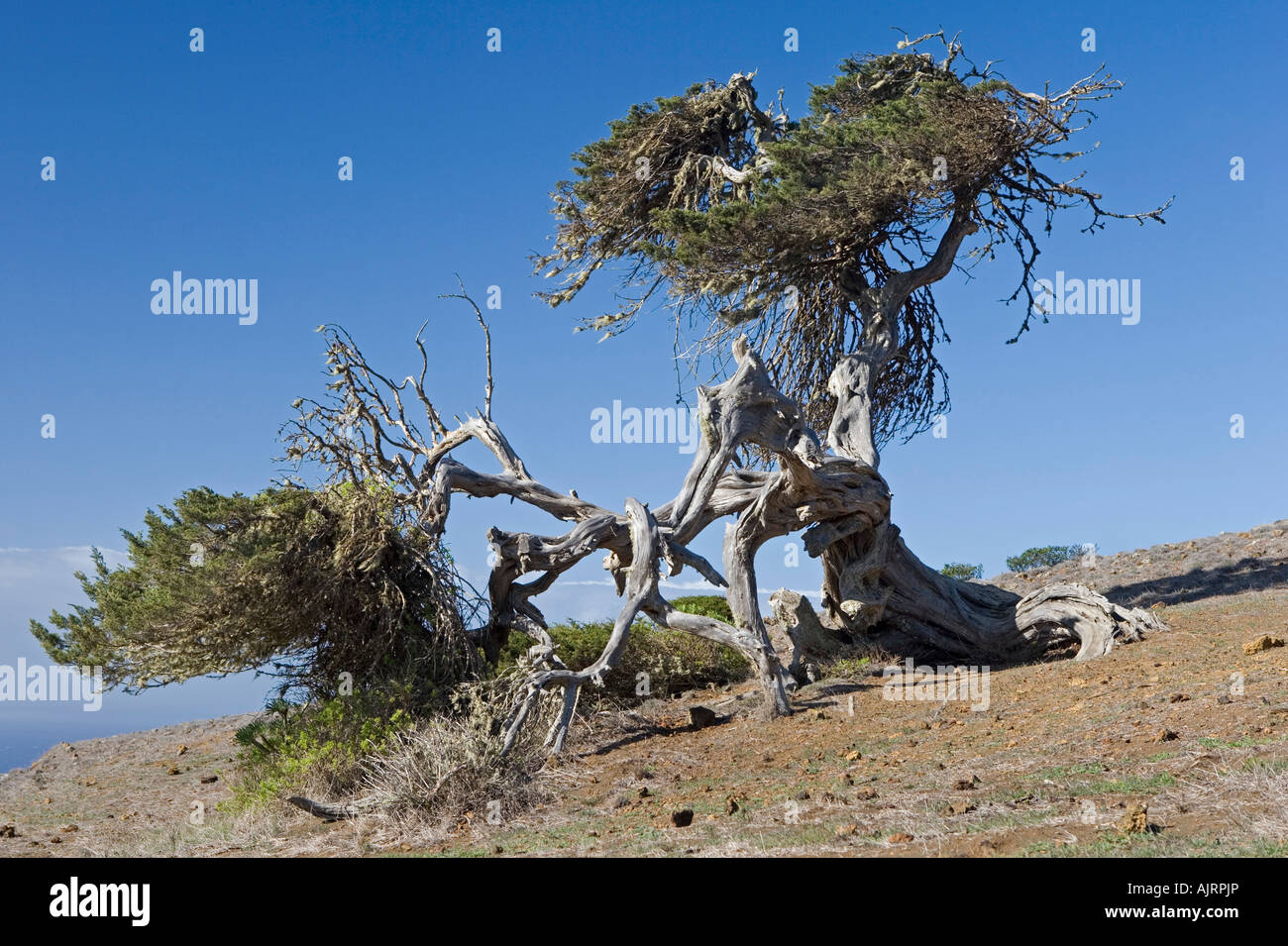 The very old juniper trees Sabinas in the juniper forest belong to the ...