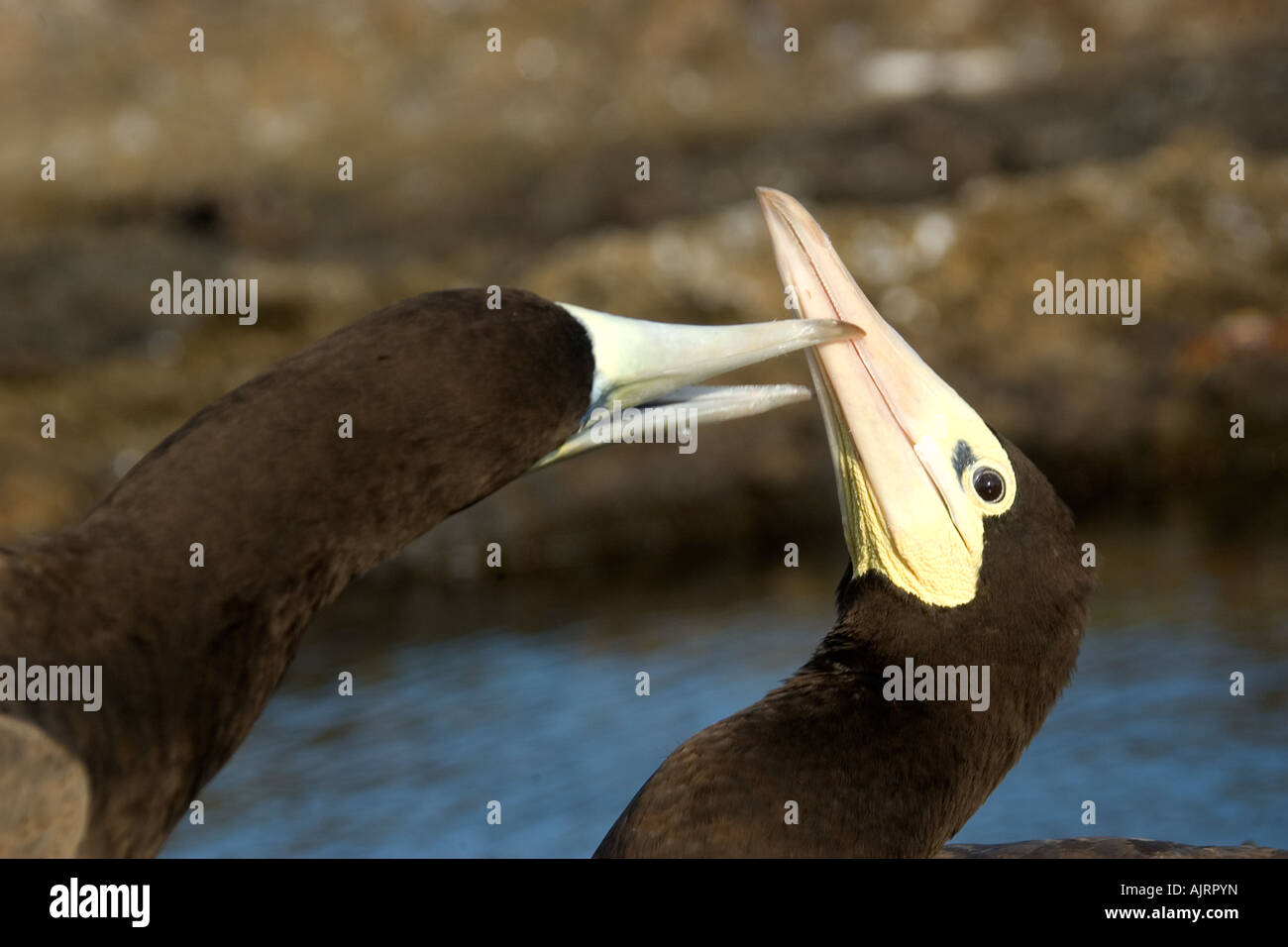 Brown booby Sula leucogaster male pecking at female St Peter and St ...