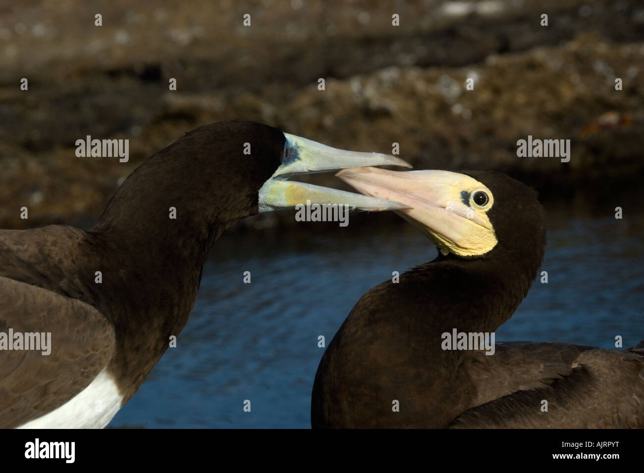 Brown booby Sula leucogaster male pecking at female St Peter and St ...