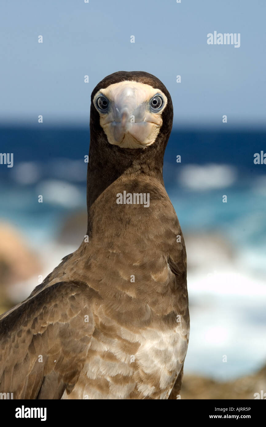 Brown booby Sula leucogaster St Peter and St Paul s rocks Brazil ...