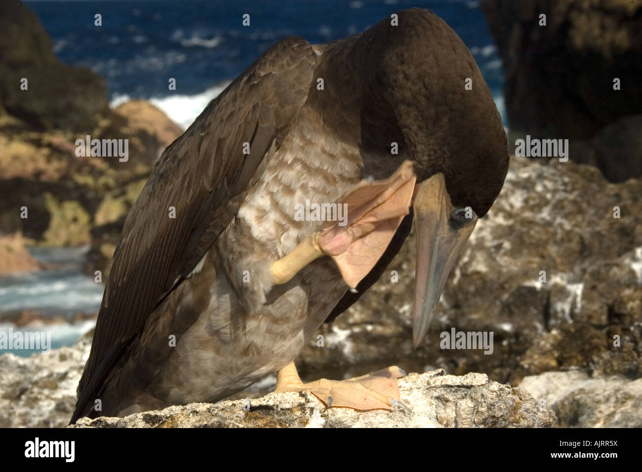 Bird scratching its head hi-res stock photography and images - Alamy