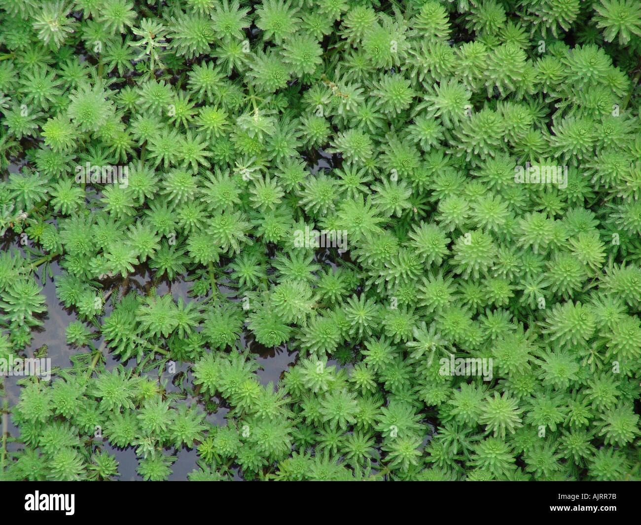 Aquatic ecology hi-res stock photography and images - Alamy