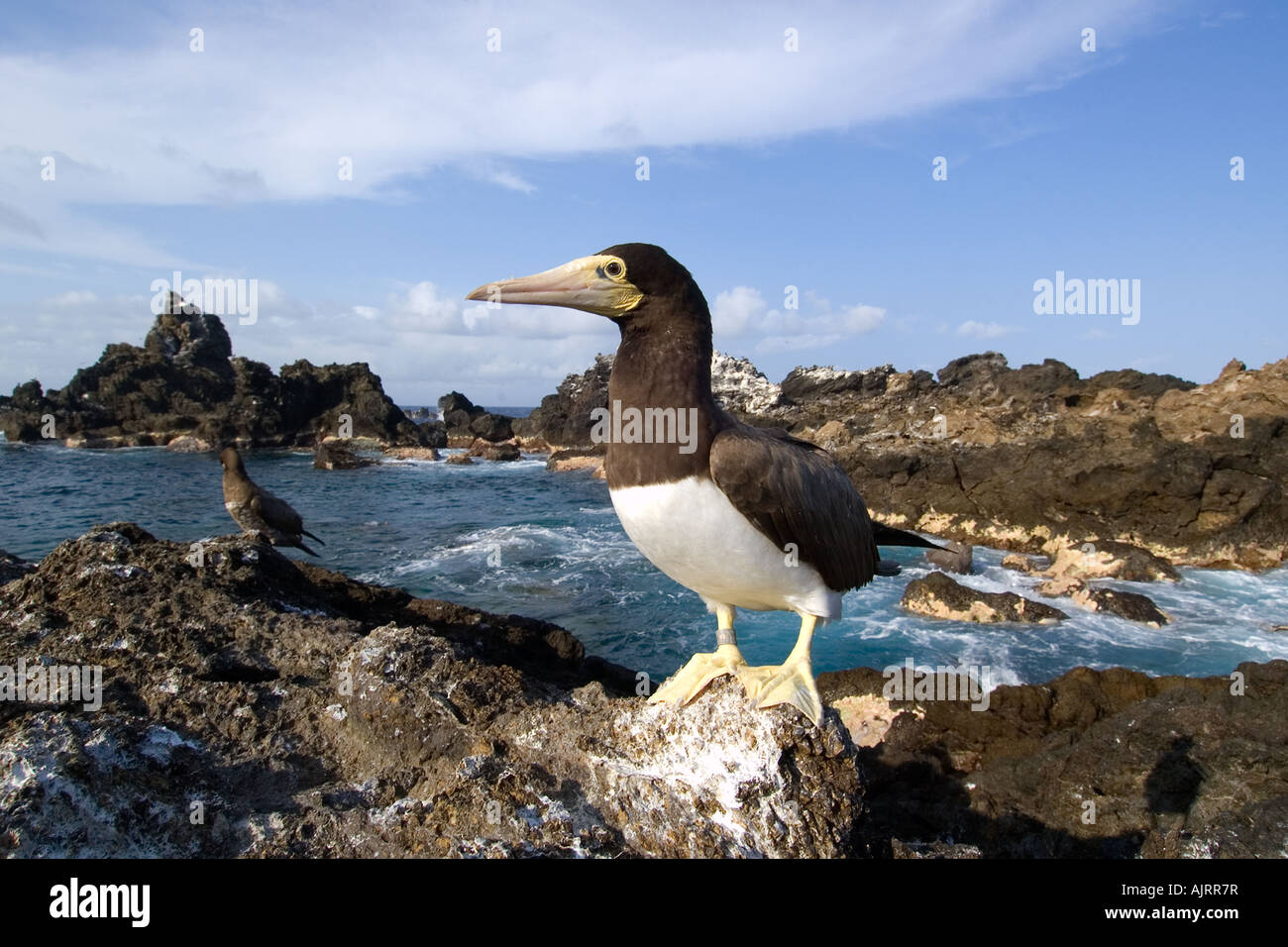 Brown booby Sula leucogaster St Peter and St Paul s rocks Brazil ...
