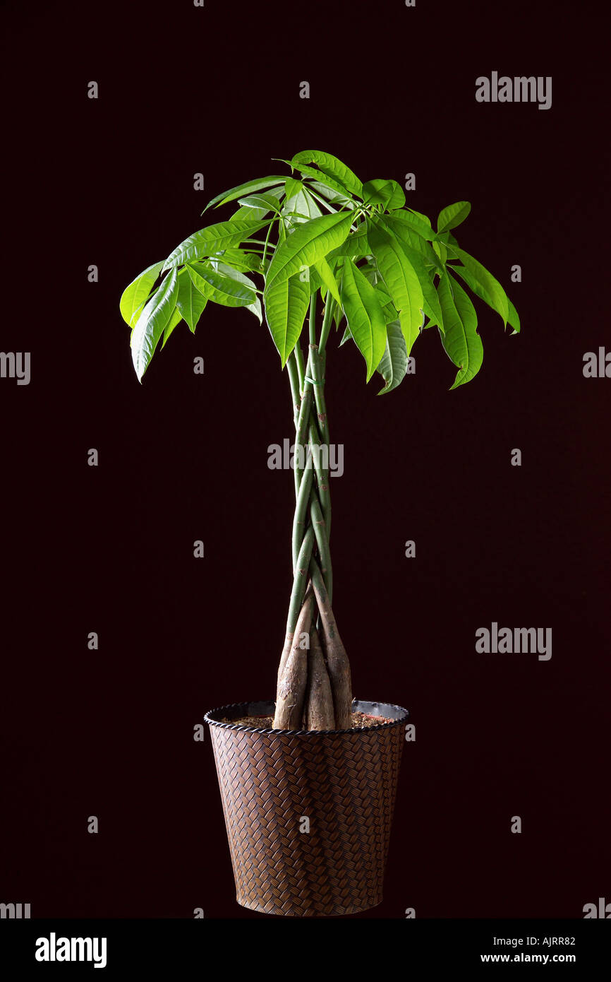 Braided Money Tree Plant Stock Photo - Alamy