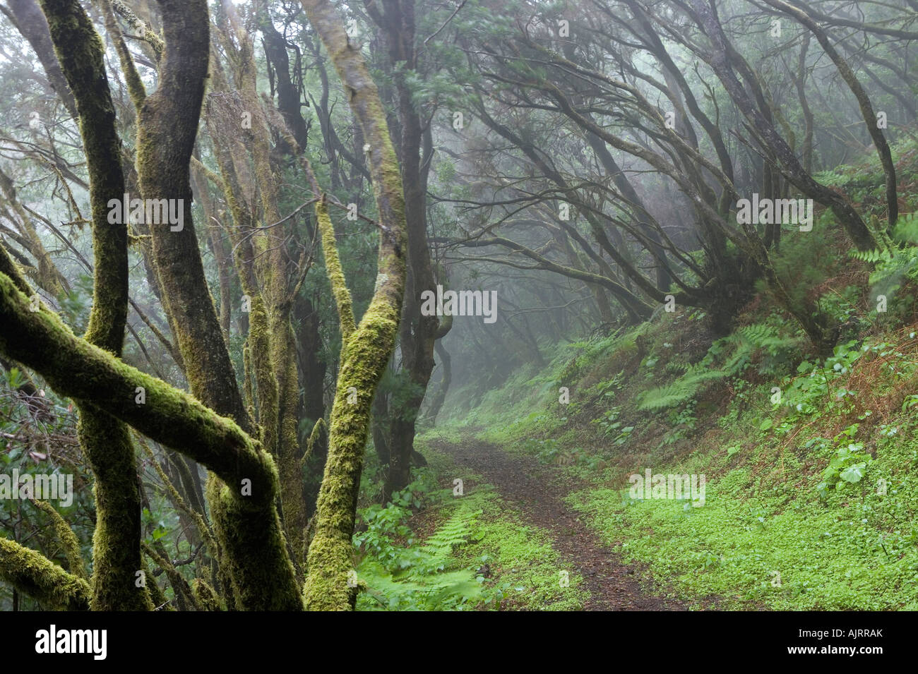 Spain, Canary Islands, El Hierro, View of the humid forest Monteverde ...