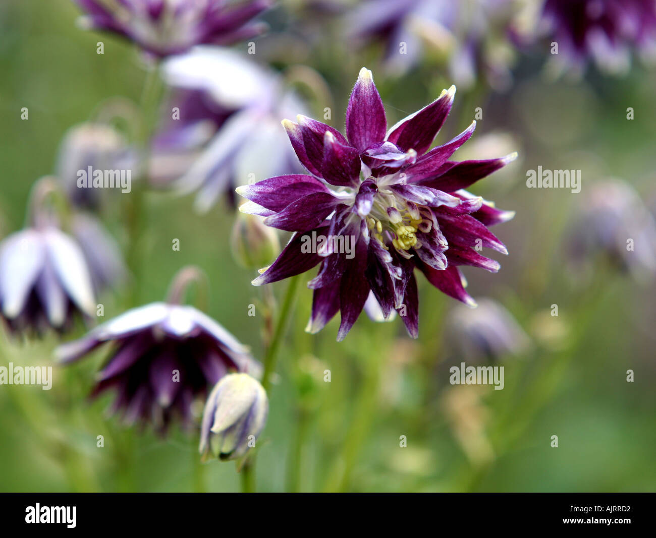 Purple mauve columbine hi-res stock photography and images - Alamy