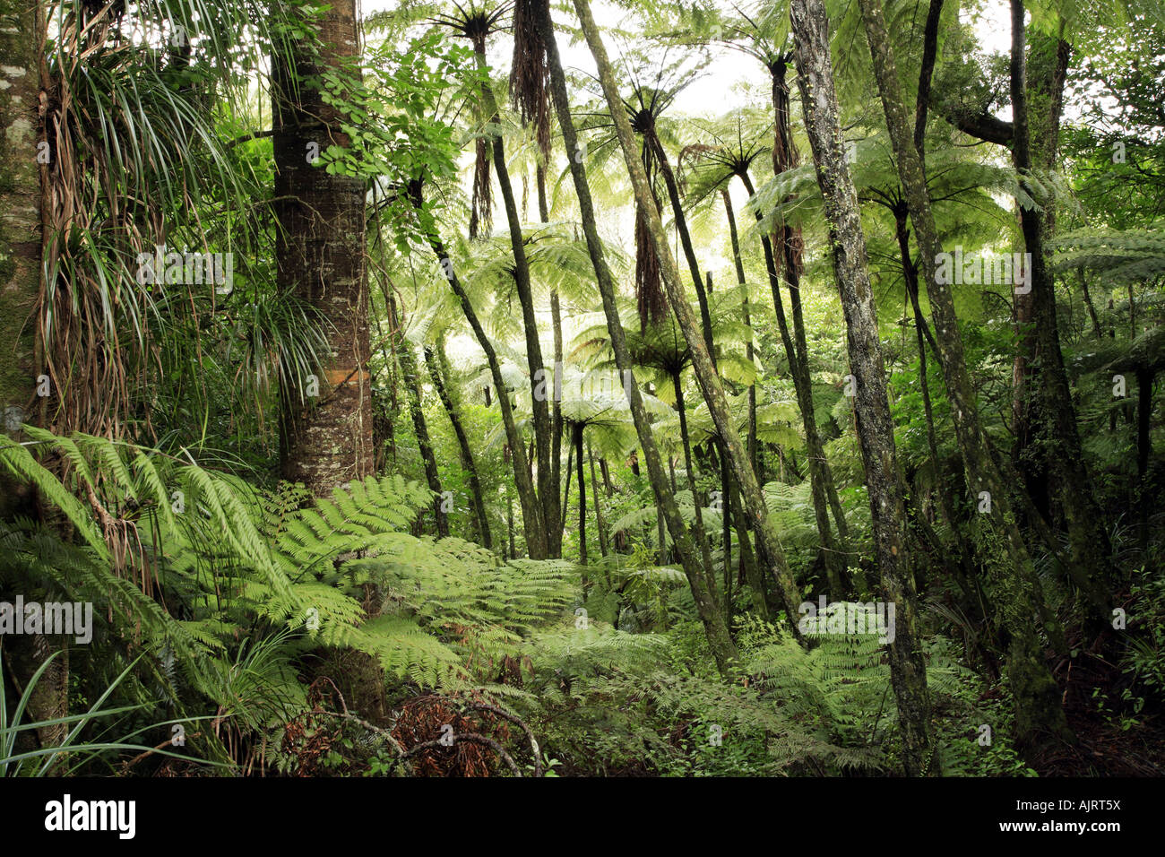 Lush green tropical forest, New Zealand Stock Photo - Alamy