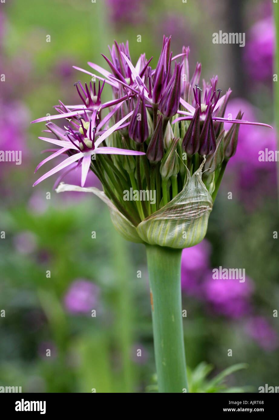 Alium species hi-res stock photography and images - Alamy