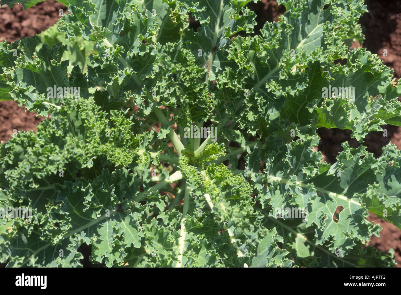 Borecole soup hi-res stock photography and images - Alamy