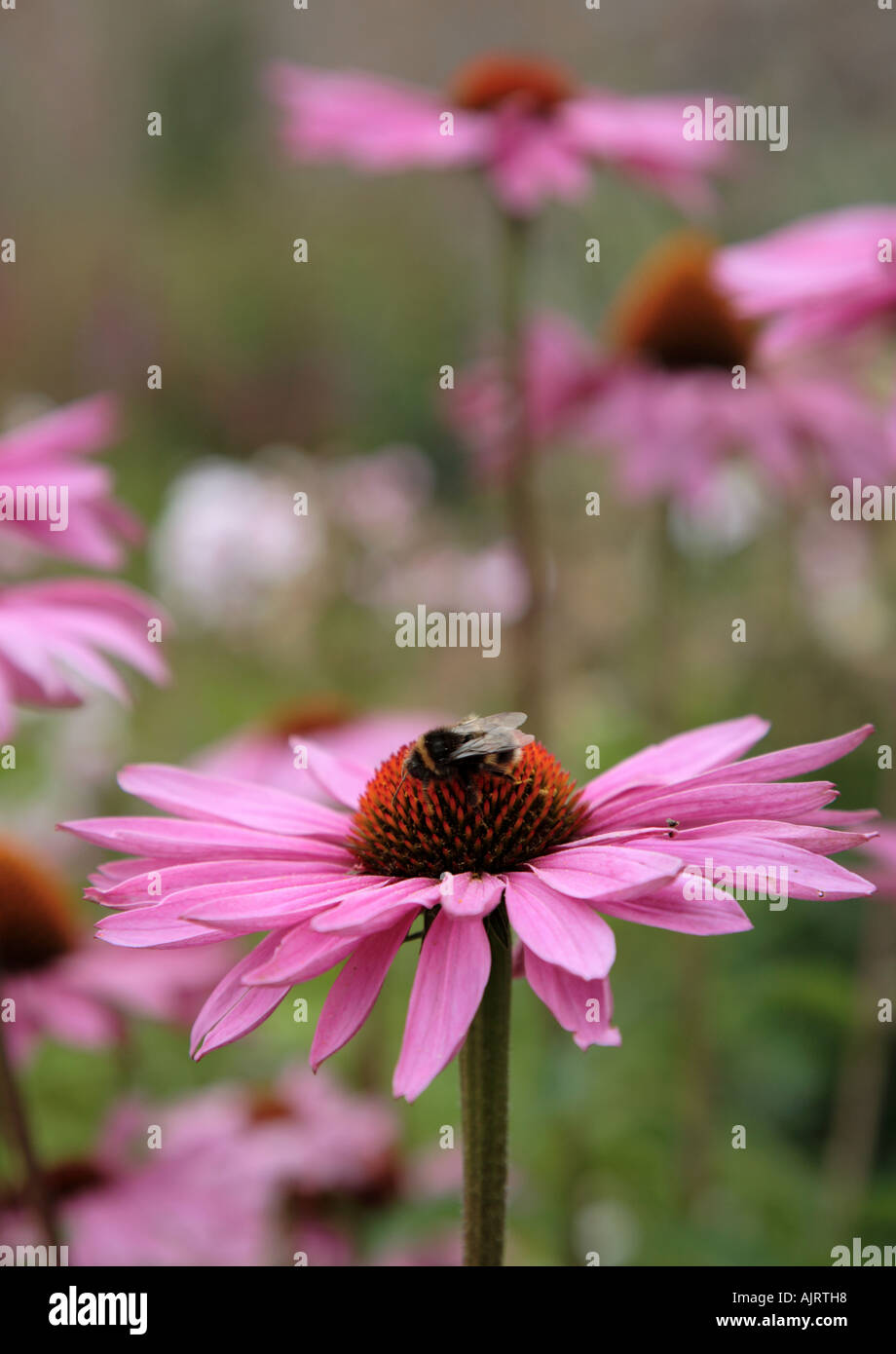 Flower, pollination by bee, UK, Europe Stock Photo - Alamy