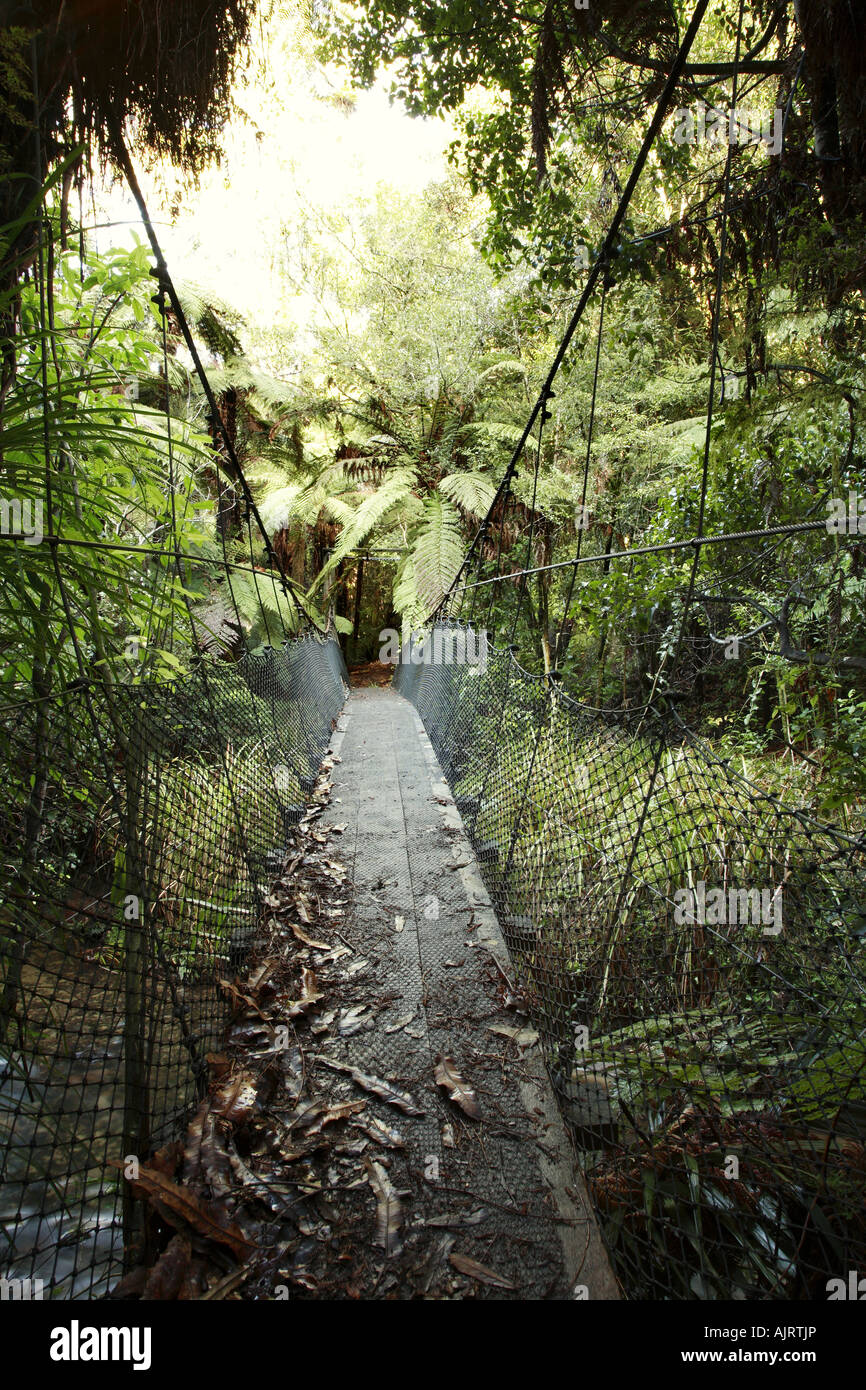Bridge inside tropical forest Stock Photo - Alamy