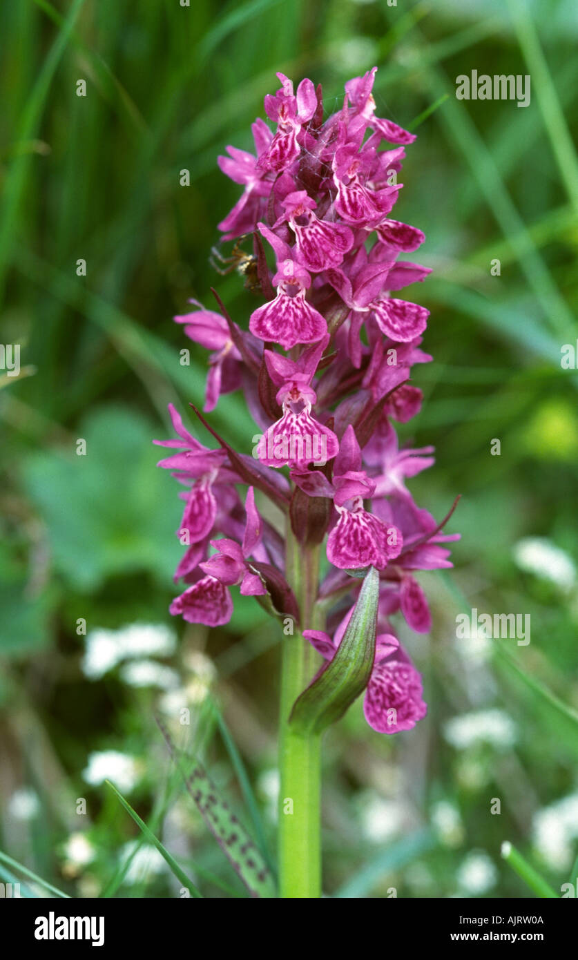 Orchid in an alpine field hi-res stock photography and images - Alamy