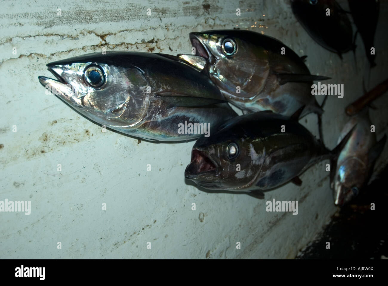 Bigeye tuna Thunnus obesus commercial fisheries St Peter and St Paul s ...