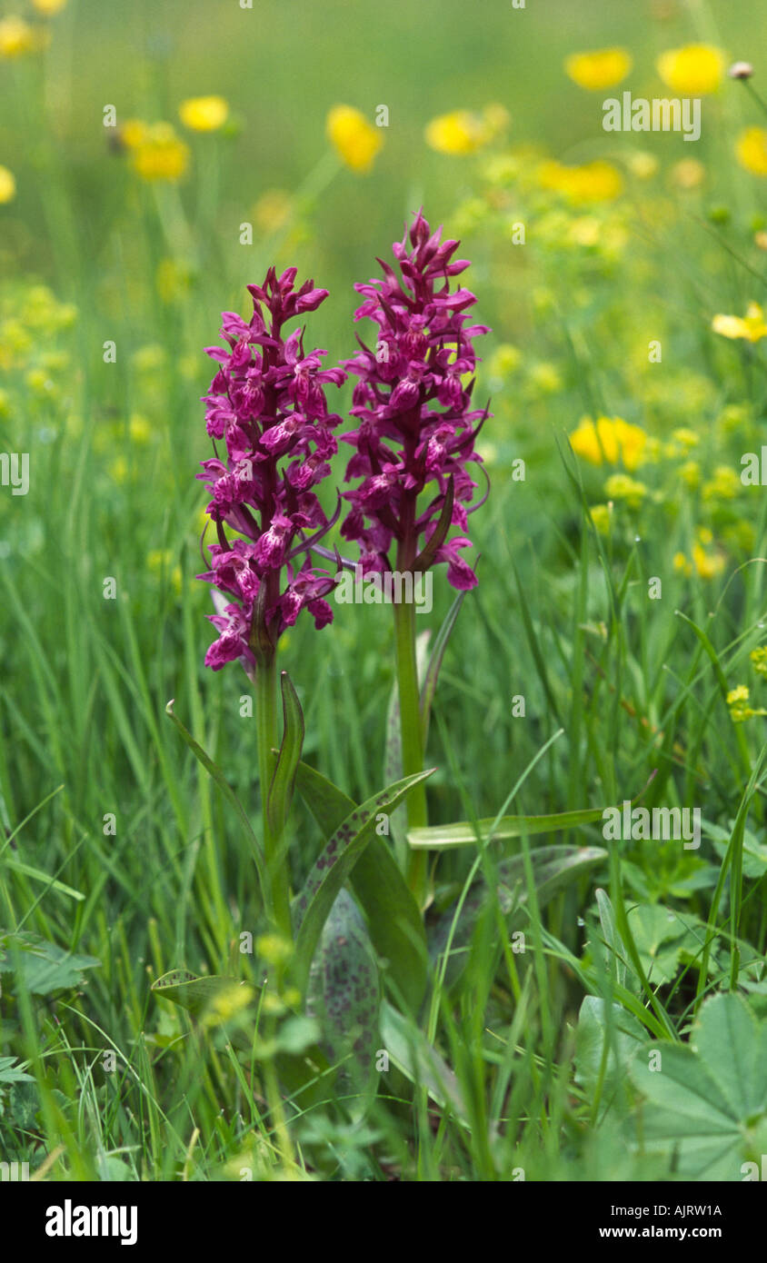 Orchid in an alpine field hi-res stock photography and images - Alamy