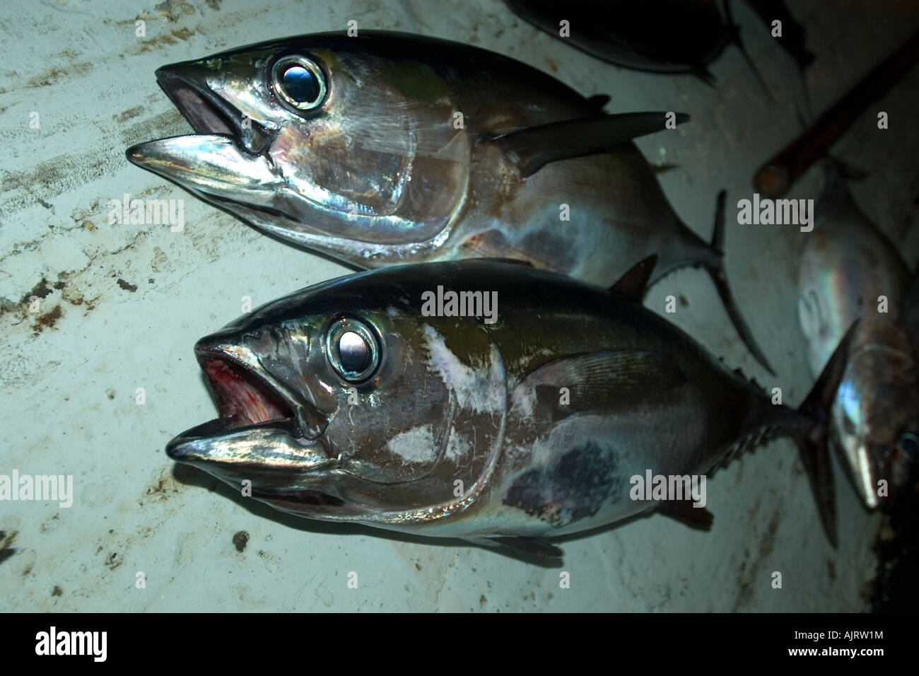 Bigeye tuna Thunnus obesus commercial fisheries St Peter and St Paul s ...